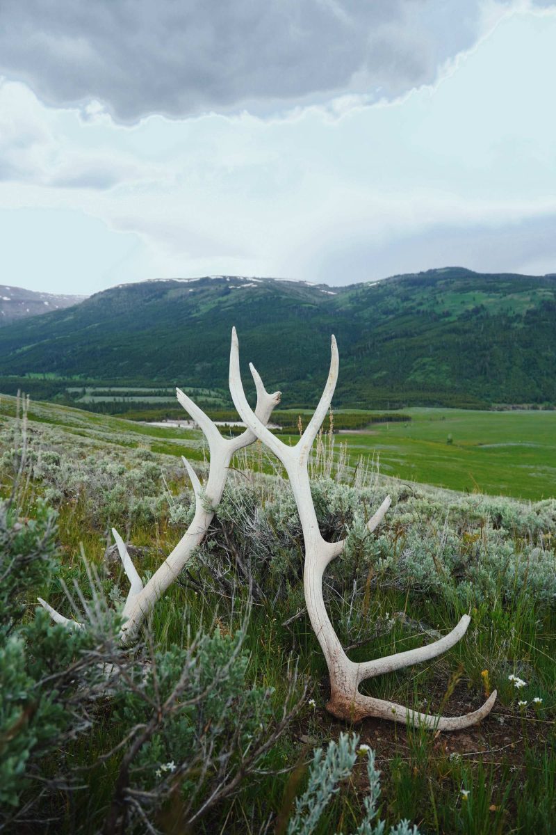 Review: We Take the 2024 BMW X7 M60i On The Ultimate Yellowstone ...